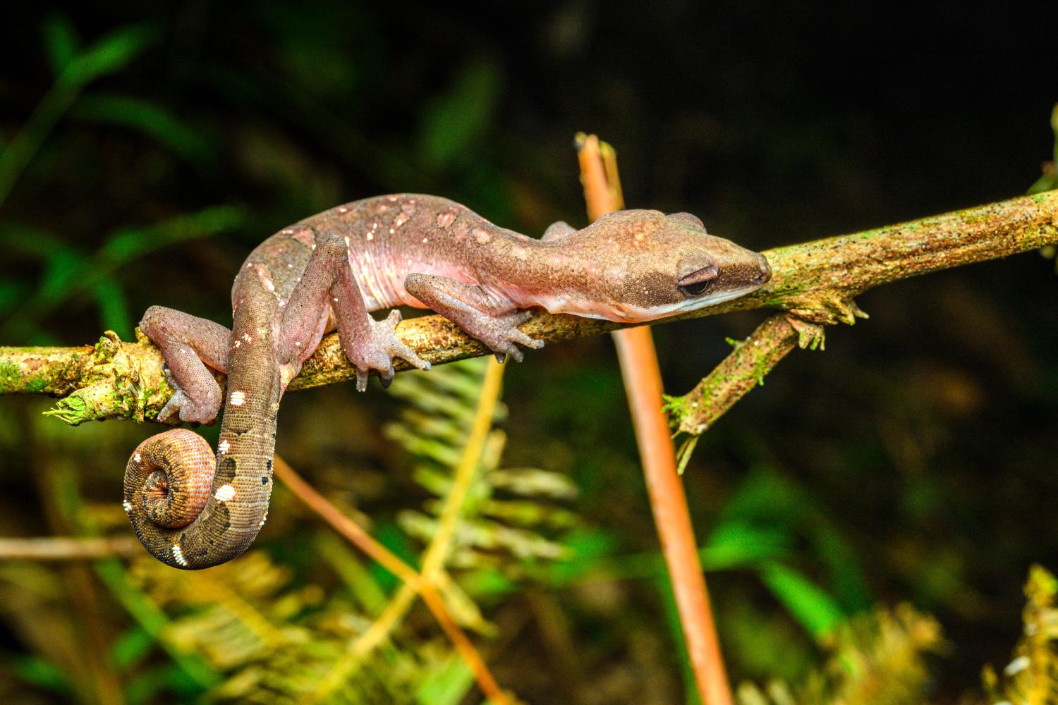 Cat gecko (Aeluroscalabotes felinus)