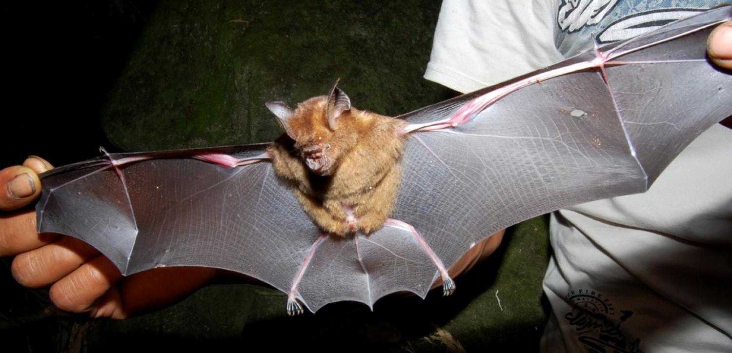 Intermediate roundleaf bat (Hipposideros larvatus)