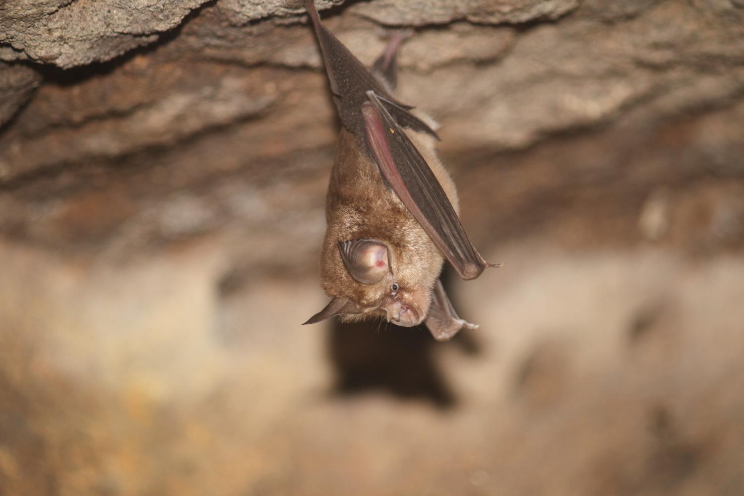 Blyth's horseshoe bat (Rhinolophus lepidus)