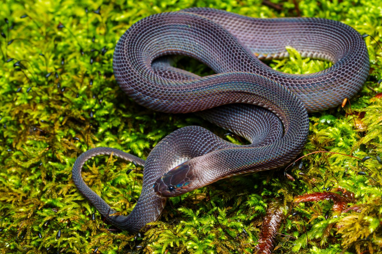 Laotian bearded snake (Parafimbrios lao)