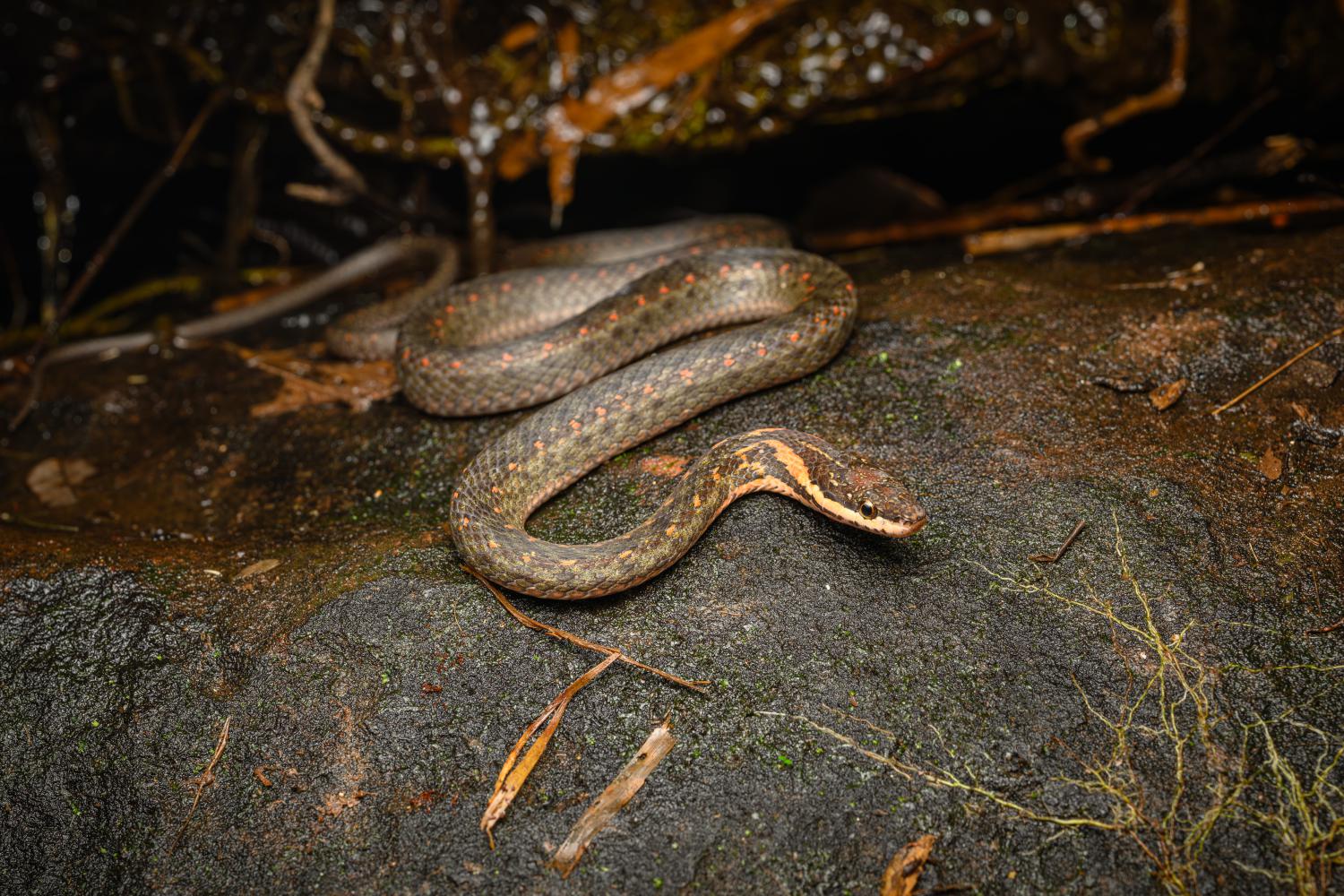 White-lipped keelback (Hebius leucomystax)