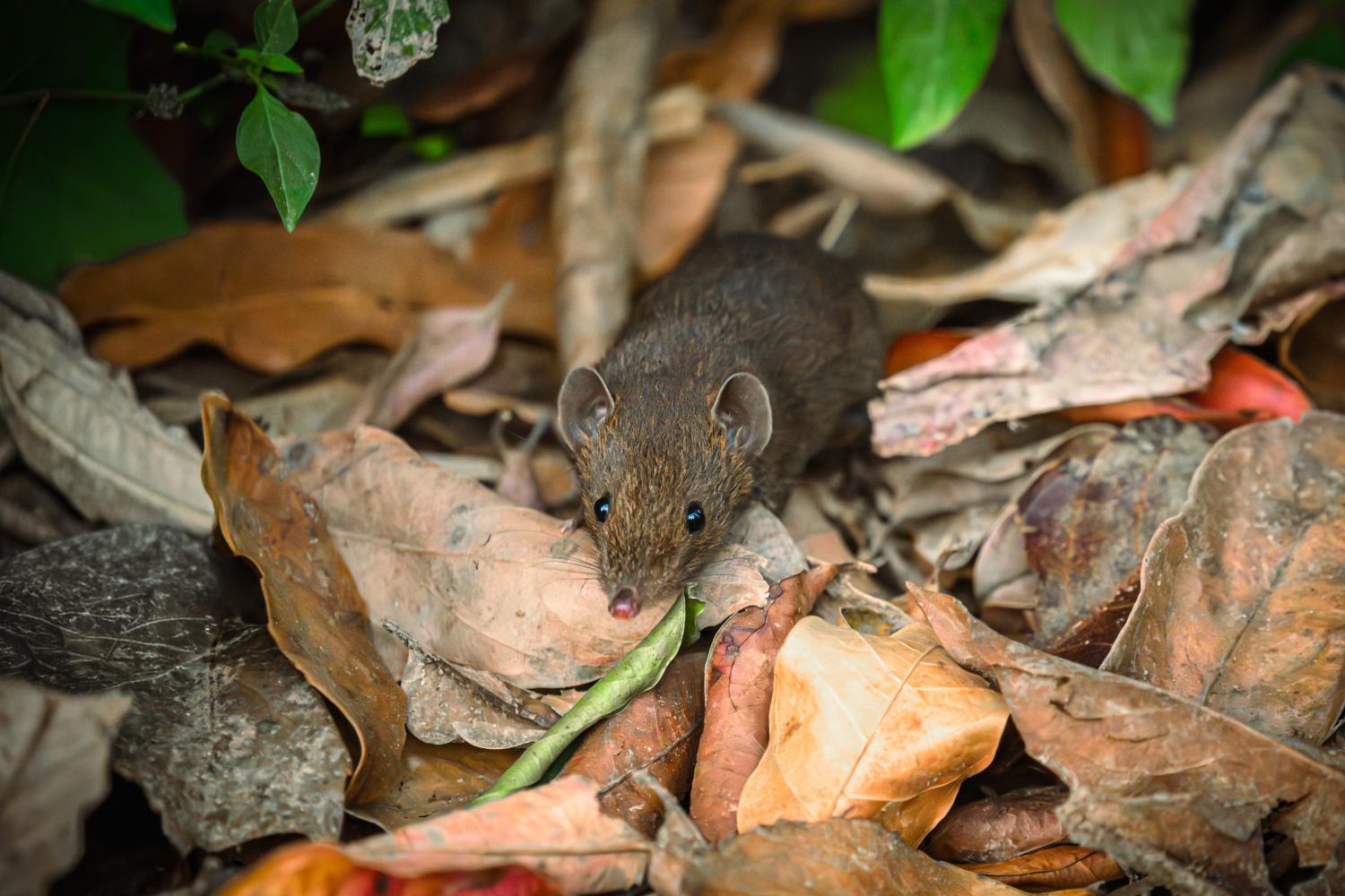 Northern short-tailed gymnure (Hylomys peguensis)