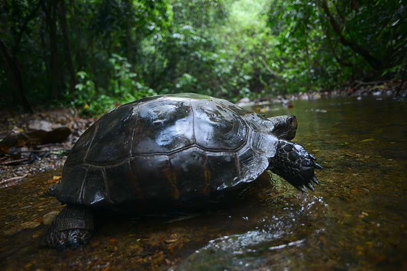 List of turtle and tortoise species in Thailand