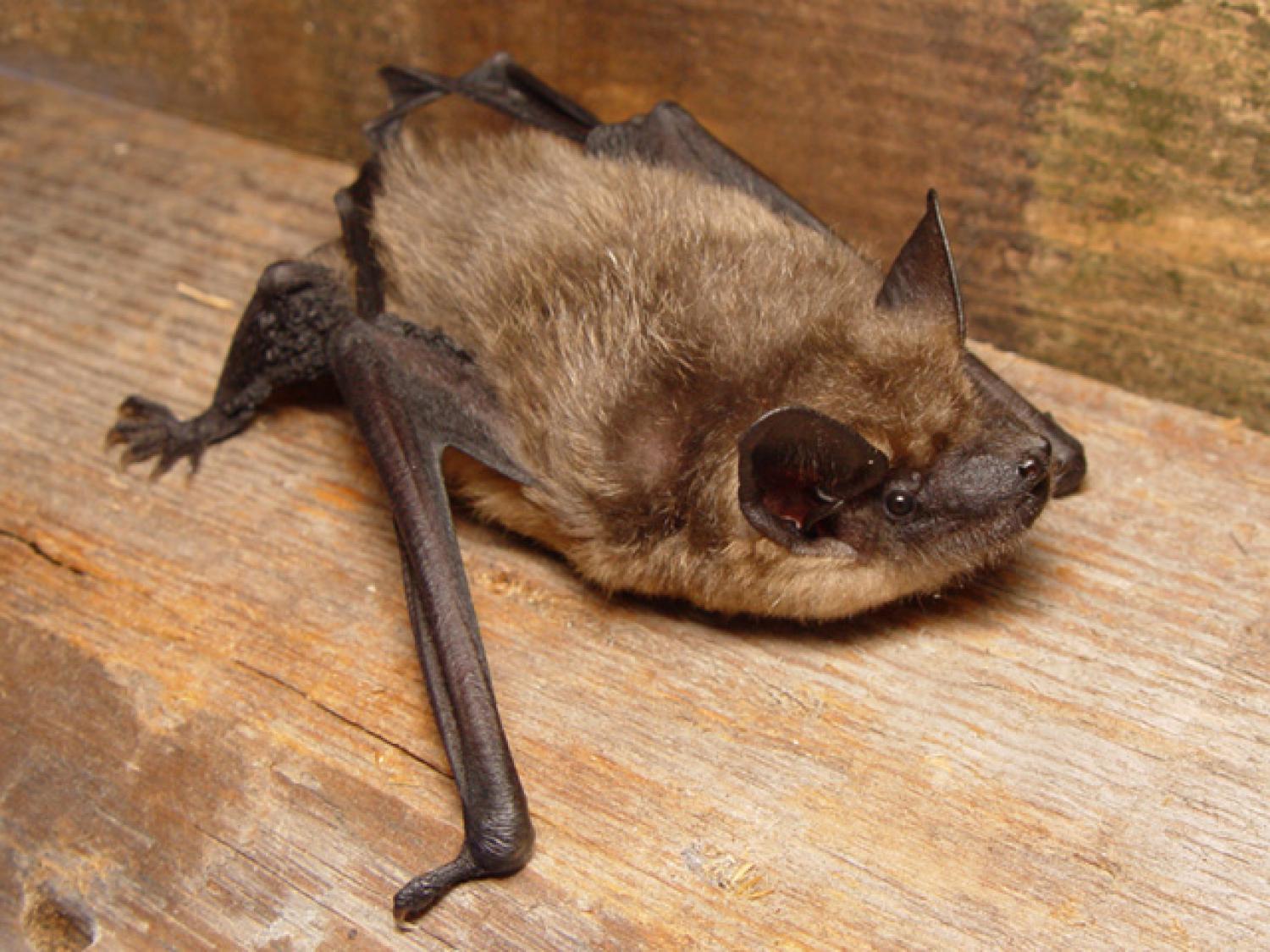 Serotine bat (Eptesicus serotinus)