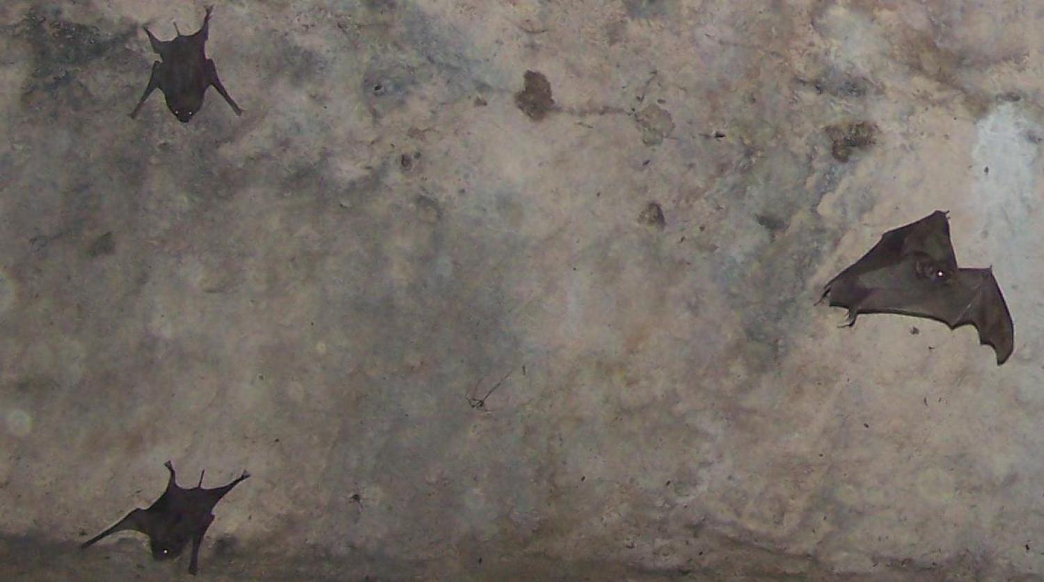 Theobald's tomb bat (Taphozous theobaldi)