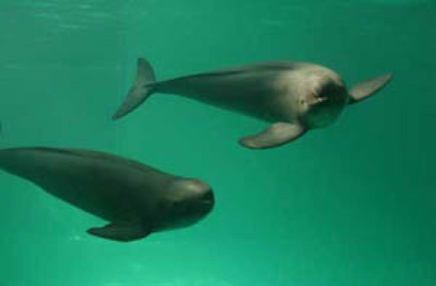 Yangtze Finless Porpoise Baby