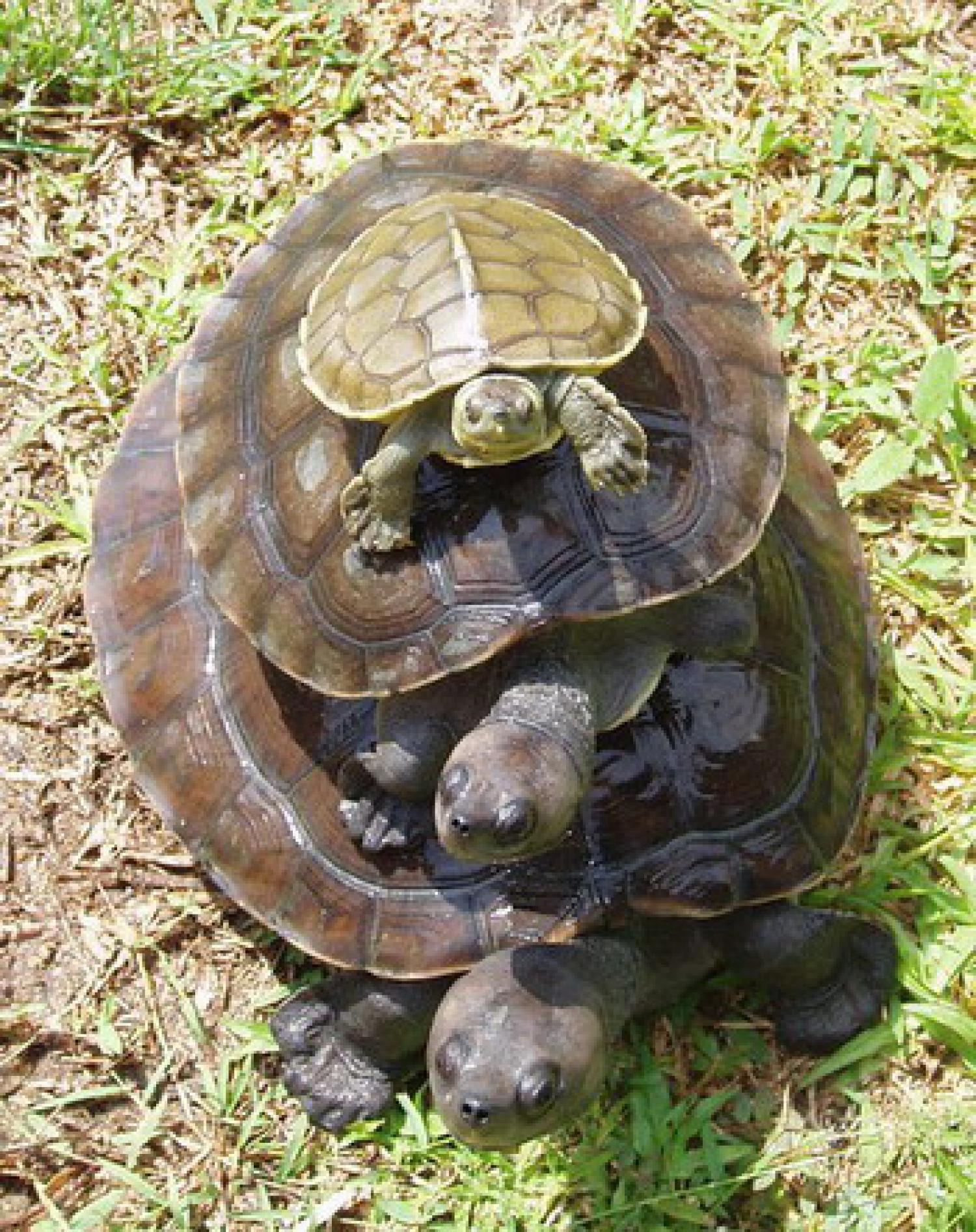 Northern river terrapin (Batagur baska)