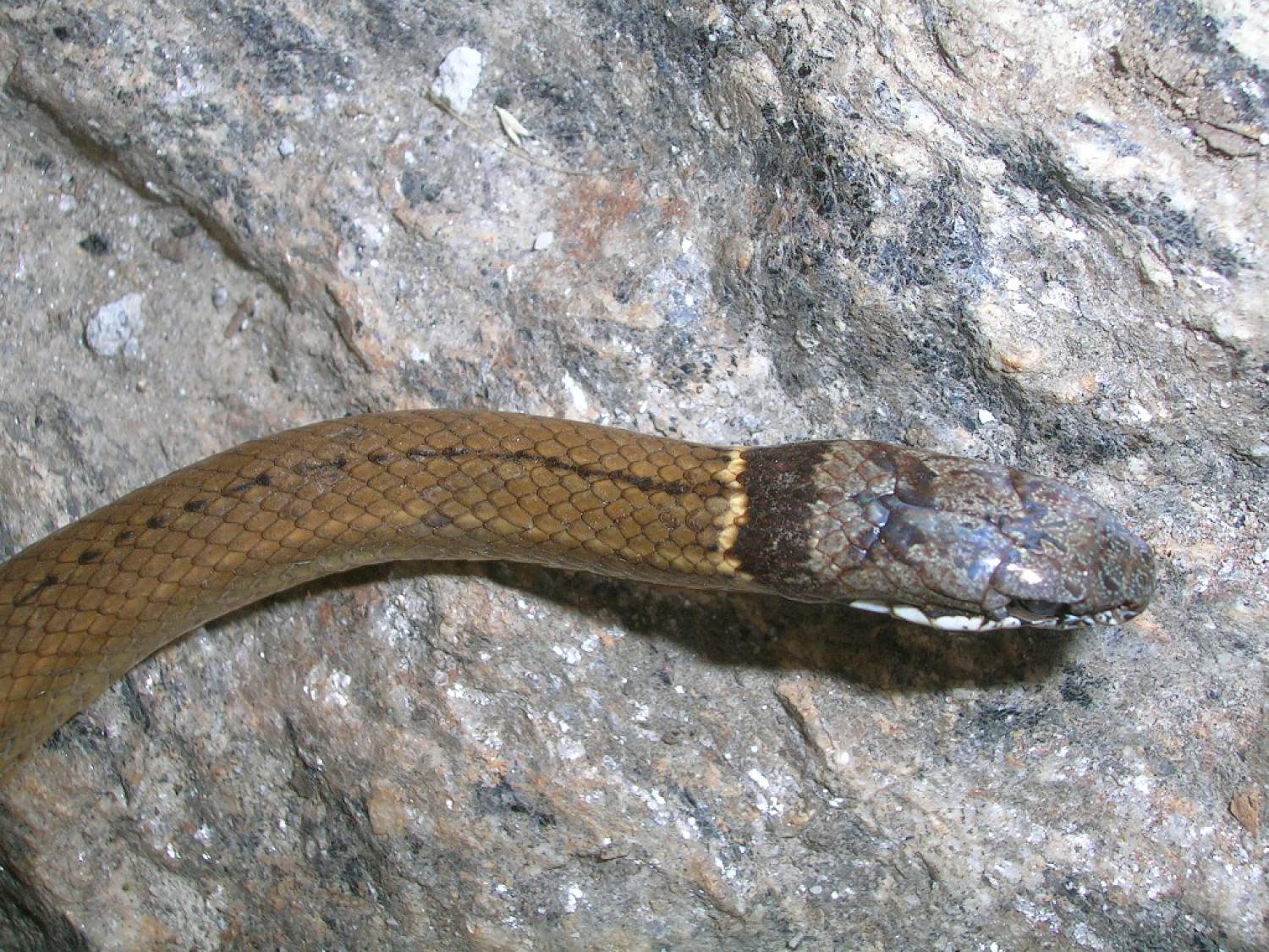 Common collared snake (Sibynophis collaris)