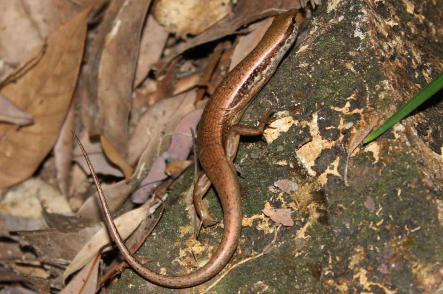 Indian forest skink (Sphenomorphus indicus)
