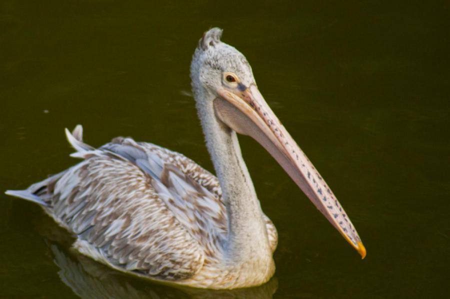 Spot-billed pelican (Pelecanus philippensis)