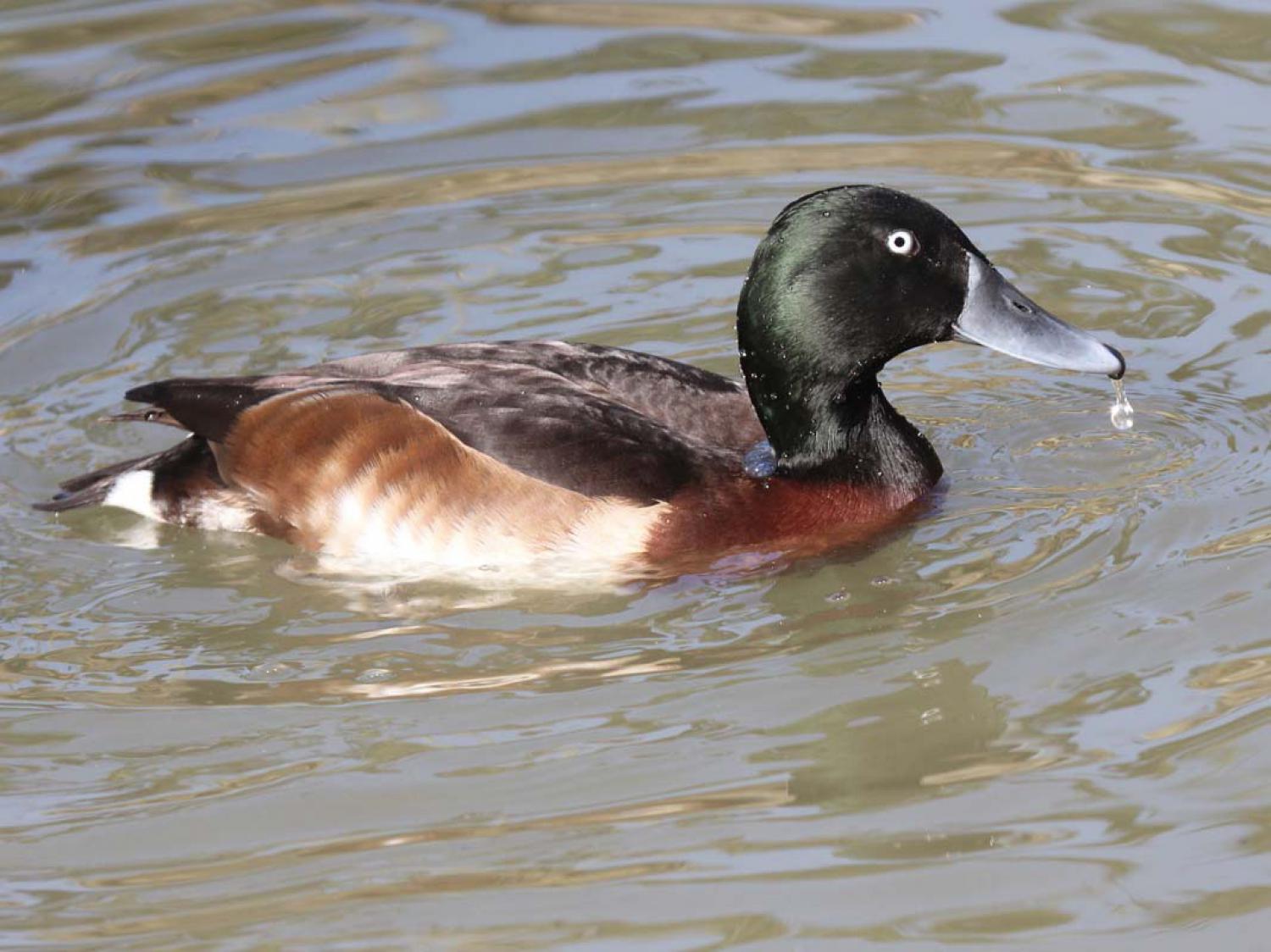 Baer's pochard (Aythya baeri)