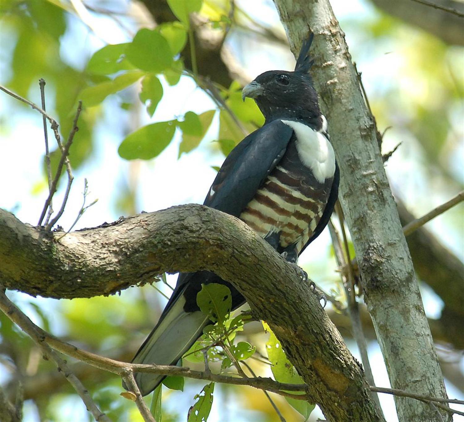 Black baza (Aviceda leuphotes)