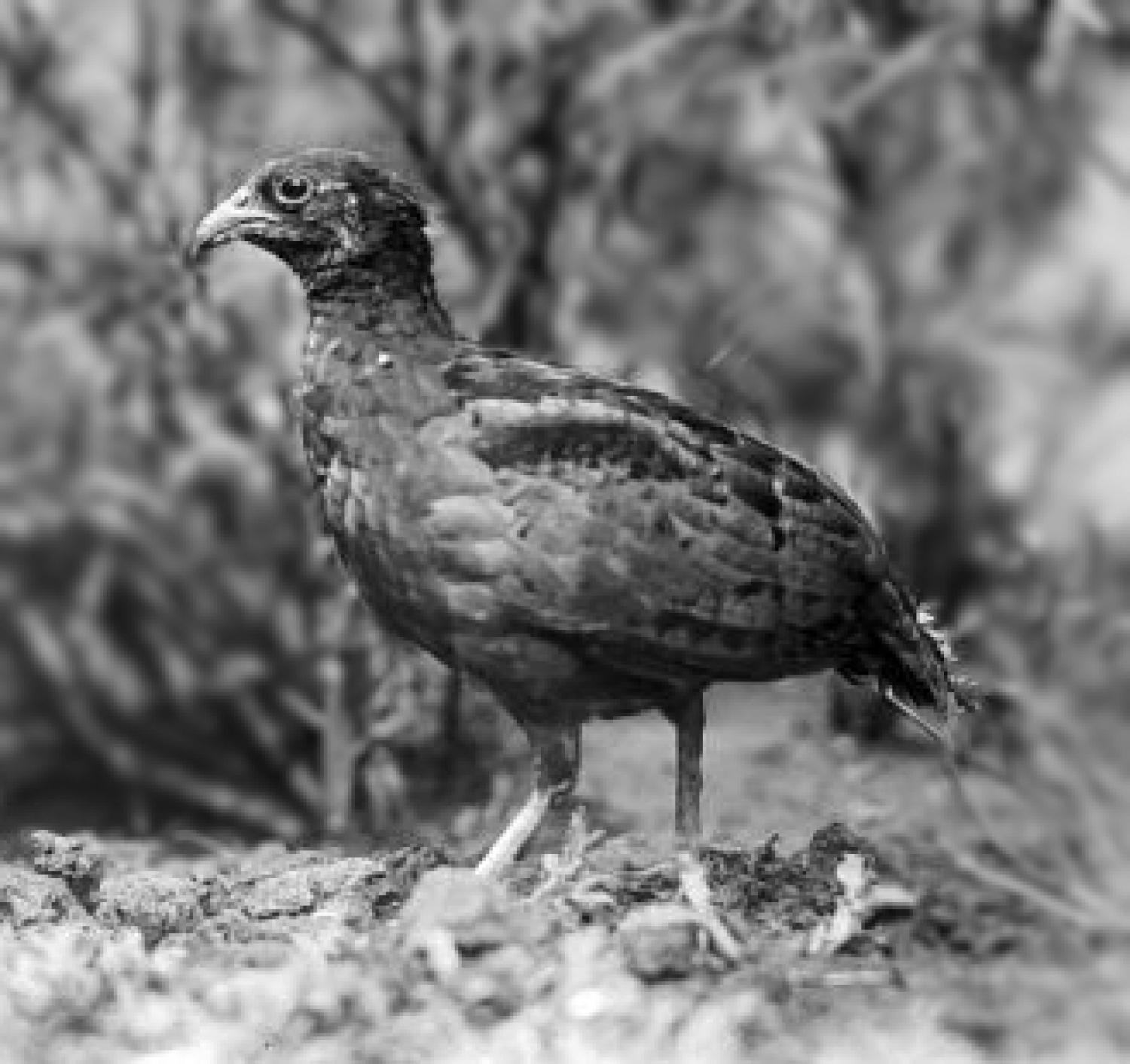 Long-billed partridge (Rhizothera longirostris)