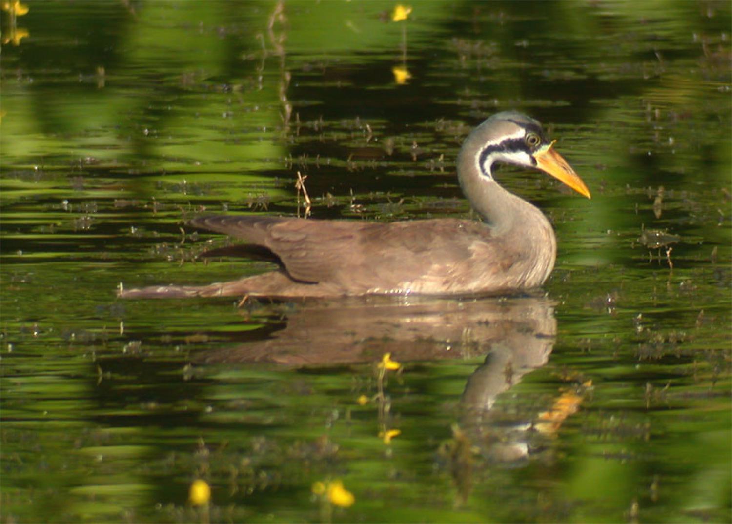 Masked finfoot (Heliopais personatus)