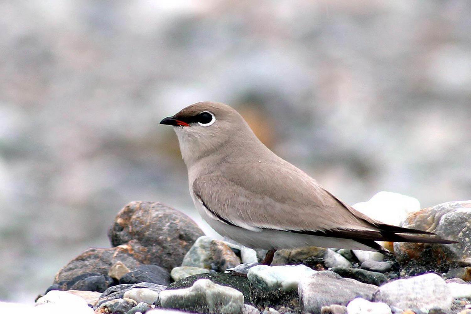 Small pratincole (Glareola lactea)