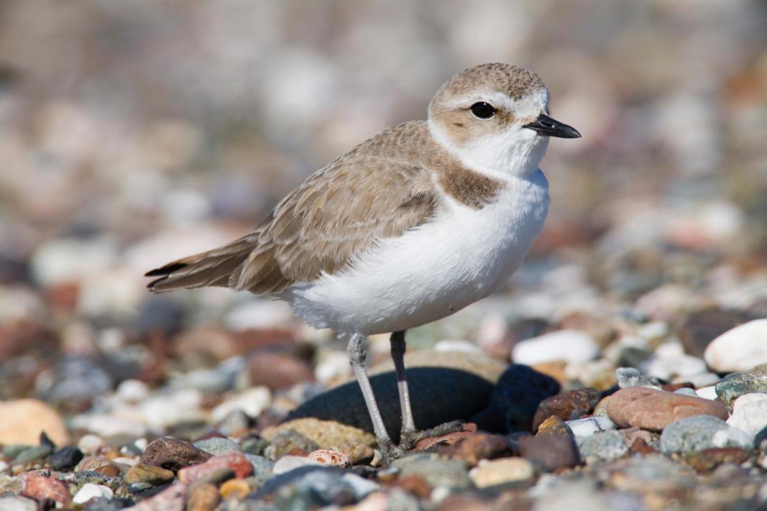 Kentish plover (Charadrius alexandrinus)