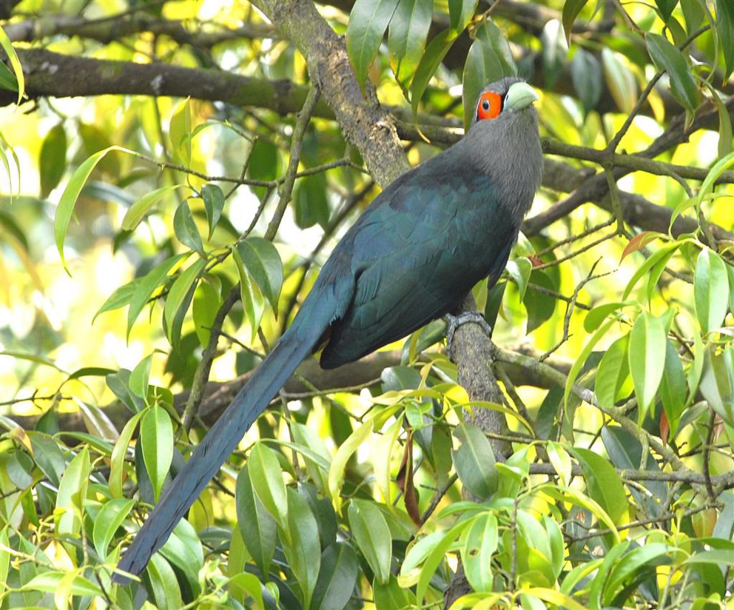 Chestnut-bellied malkoha (Phaenicophaeus sumatranus)