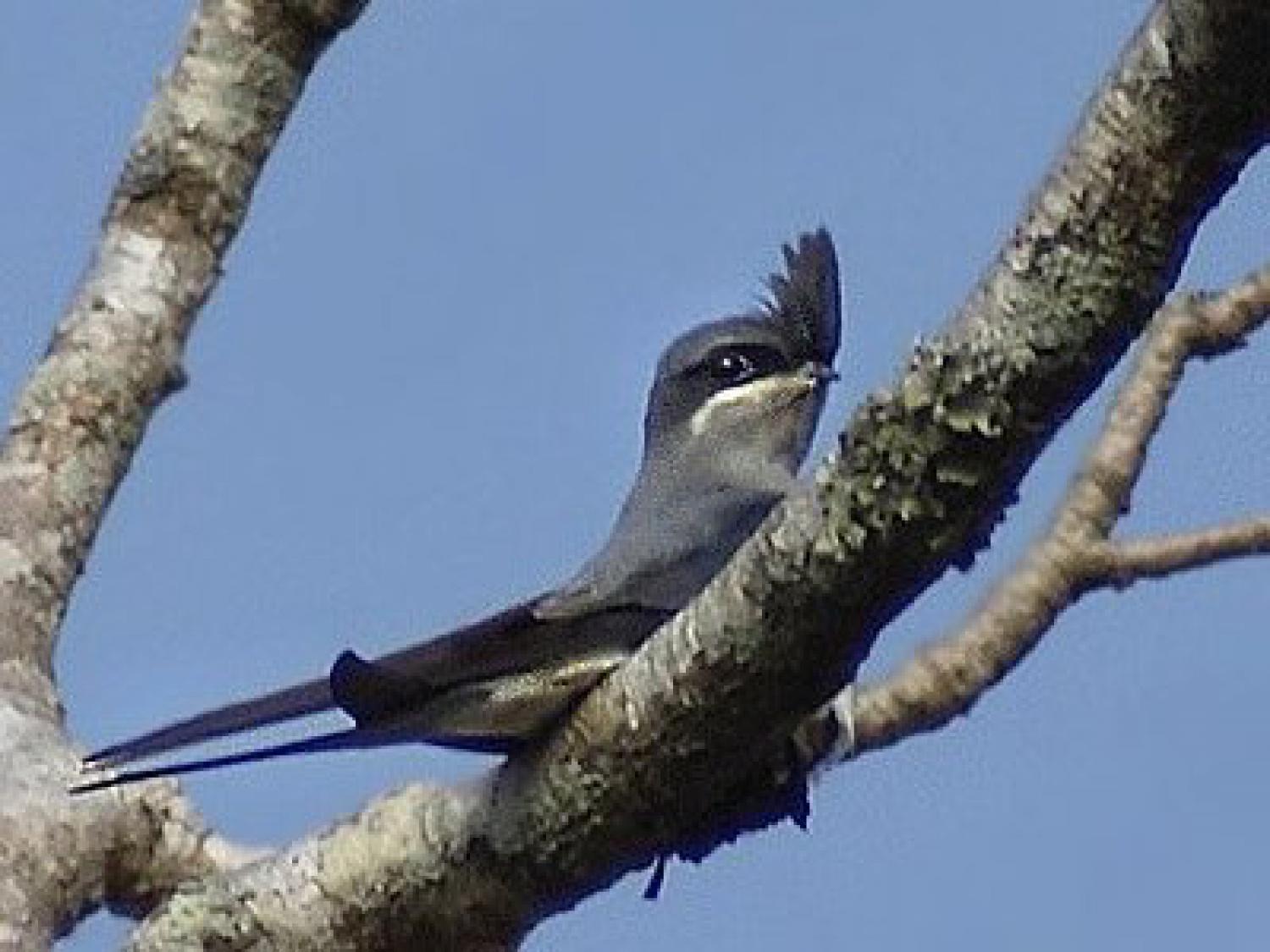 Crested treeswift (Hemiprocne coronata)