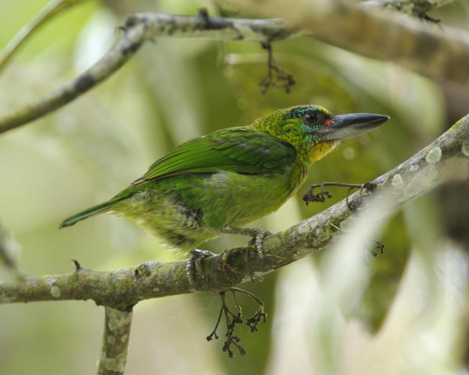 Red-throated barbet (Psilopogon mystacophanos)
