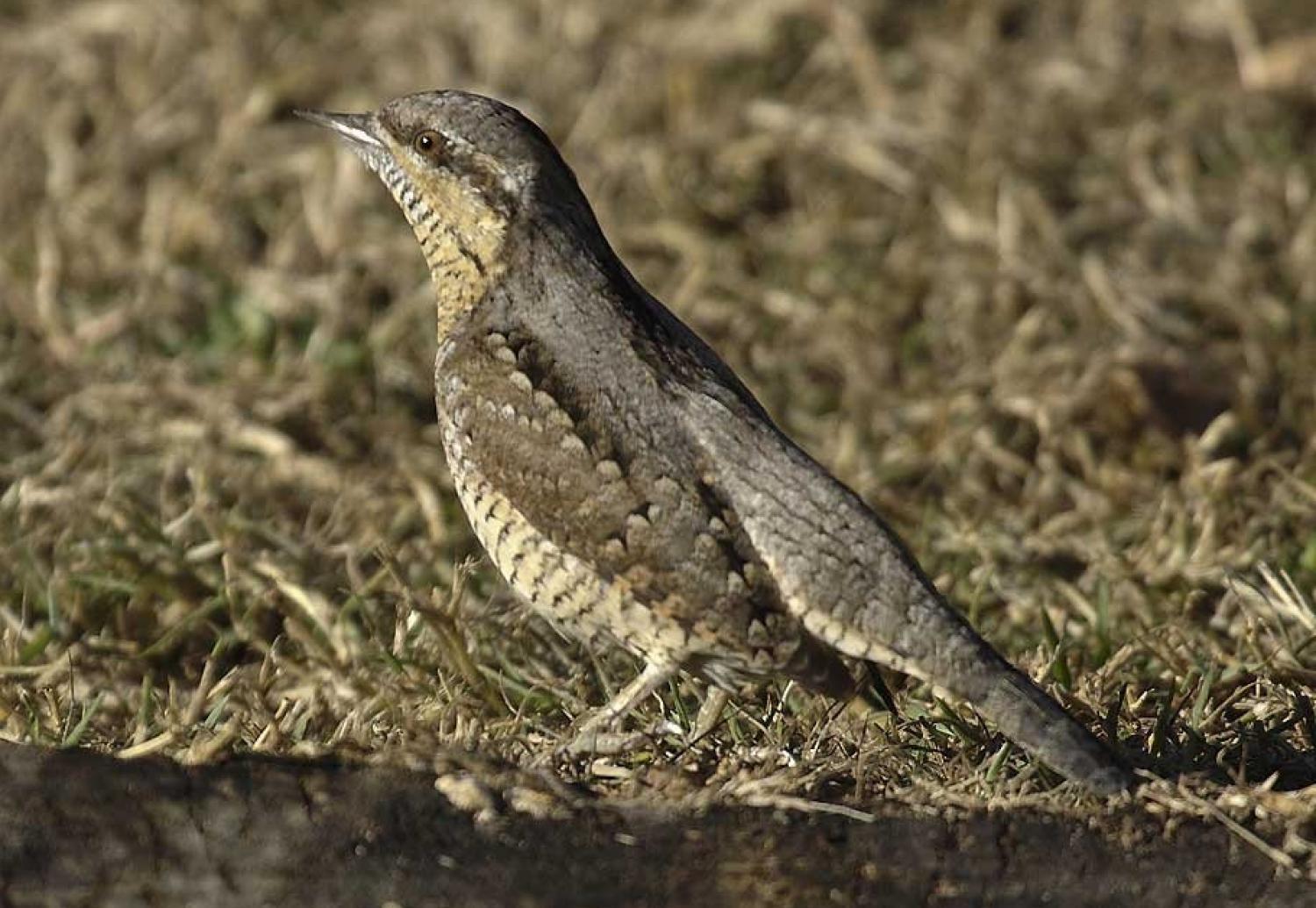 Eurasian wryneck (Jynx torquilla)