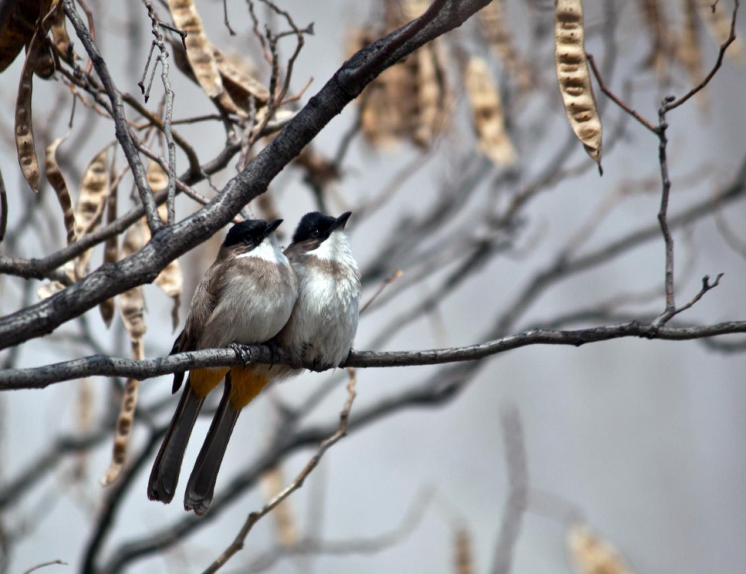 Brown-breasted bulbul (Pycnonotus xanthorrhous)