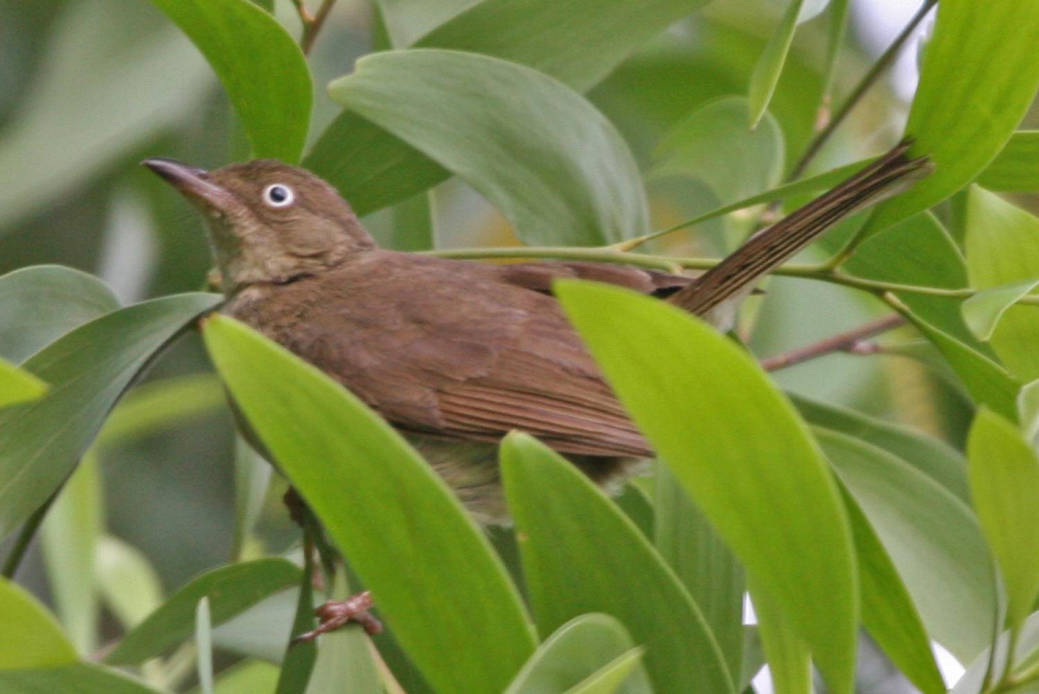 Cream-vented bulbul (Pycnonotus simplex)