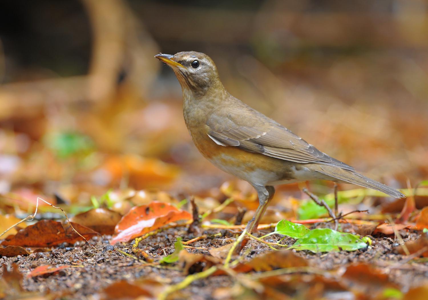 Eyebrowed thrush (Turdus obscurus)
