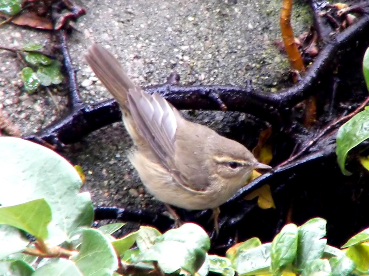 Dusky warbler (Phylloscopus fuscatus)