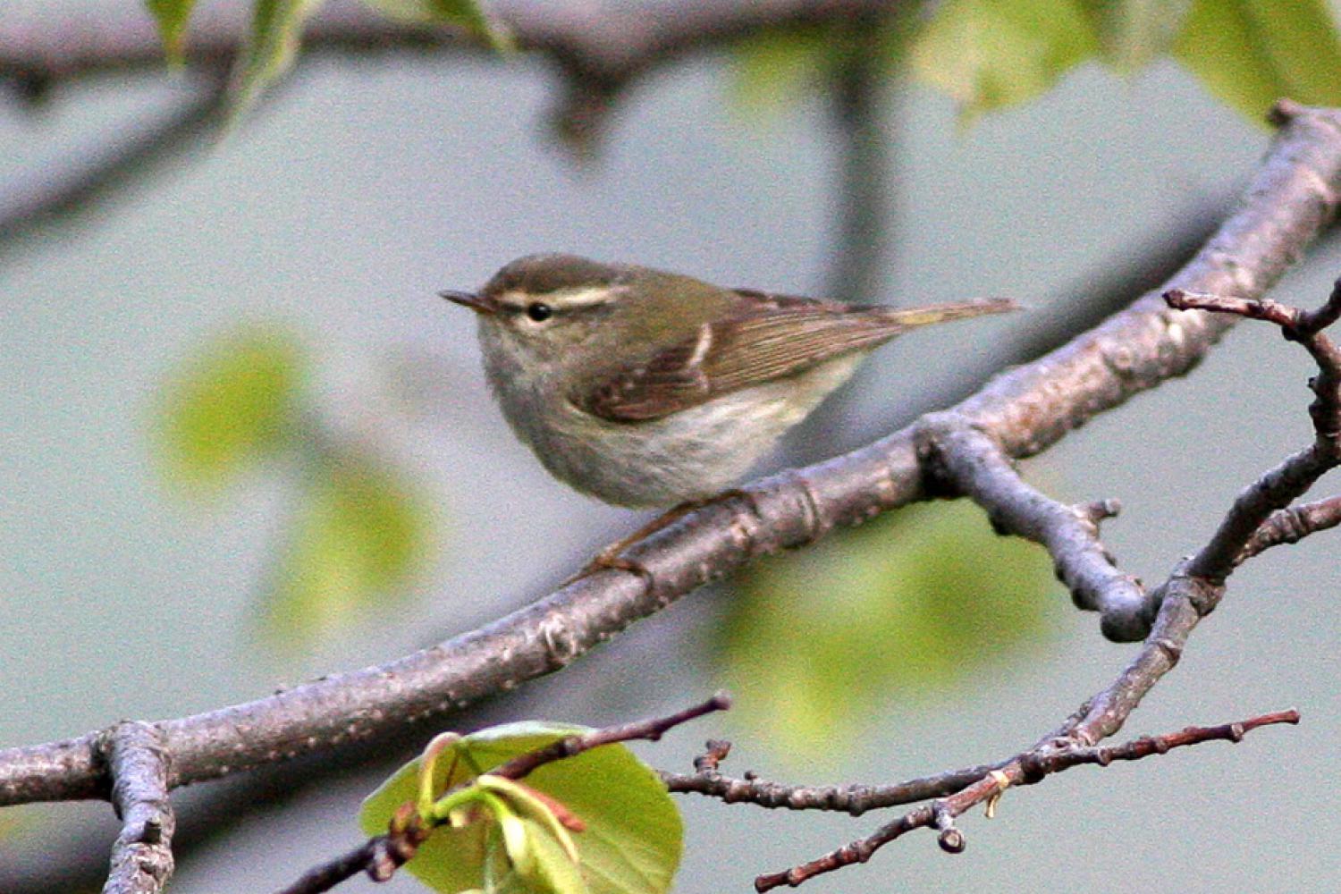 Chinese leaf warbler (Phylloscopus yunnanensis)