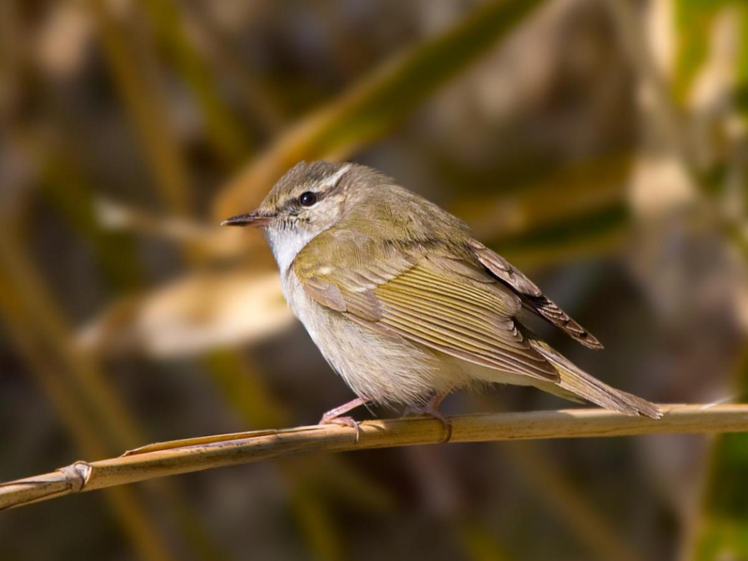Sakhalin leaf warbler (Phylloscopus borealoides)