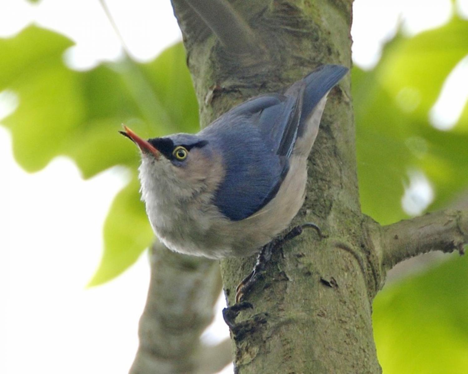 Velvet-fronted nuthatch (Sitta frontalis)