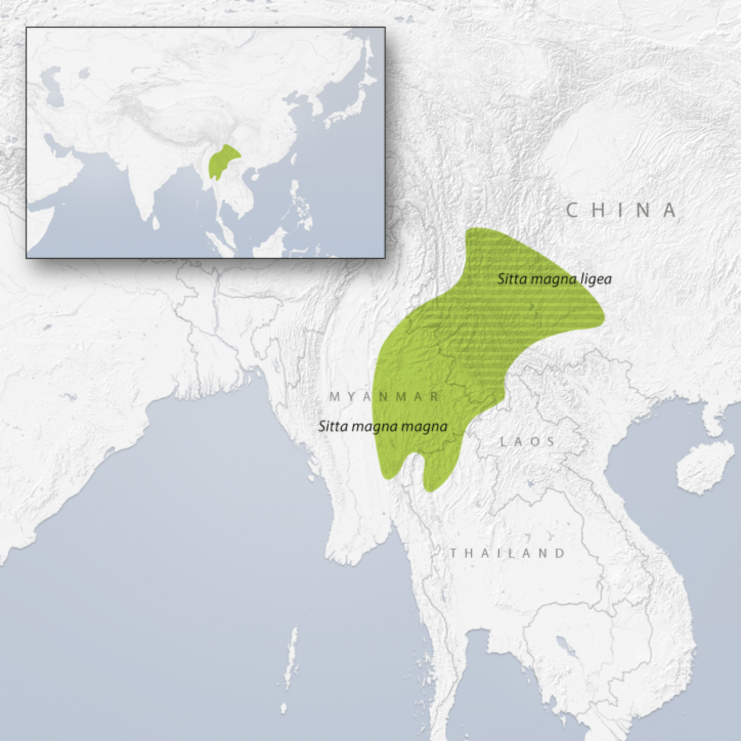 Giant nuthatch (Sitta magna)