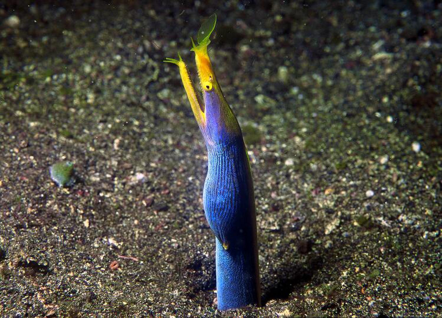 Ribbon eel (Rhinomuraena quaesita)