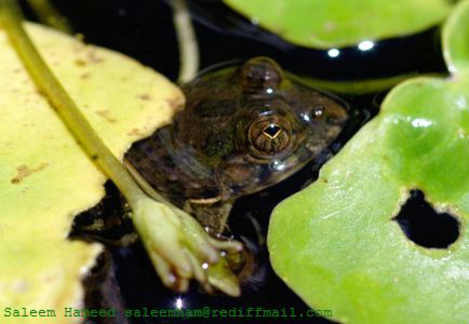 Indian skipper frog (Euphlyctis cyanophlyctis)