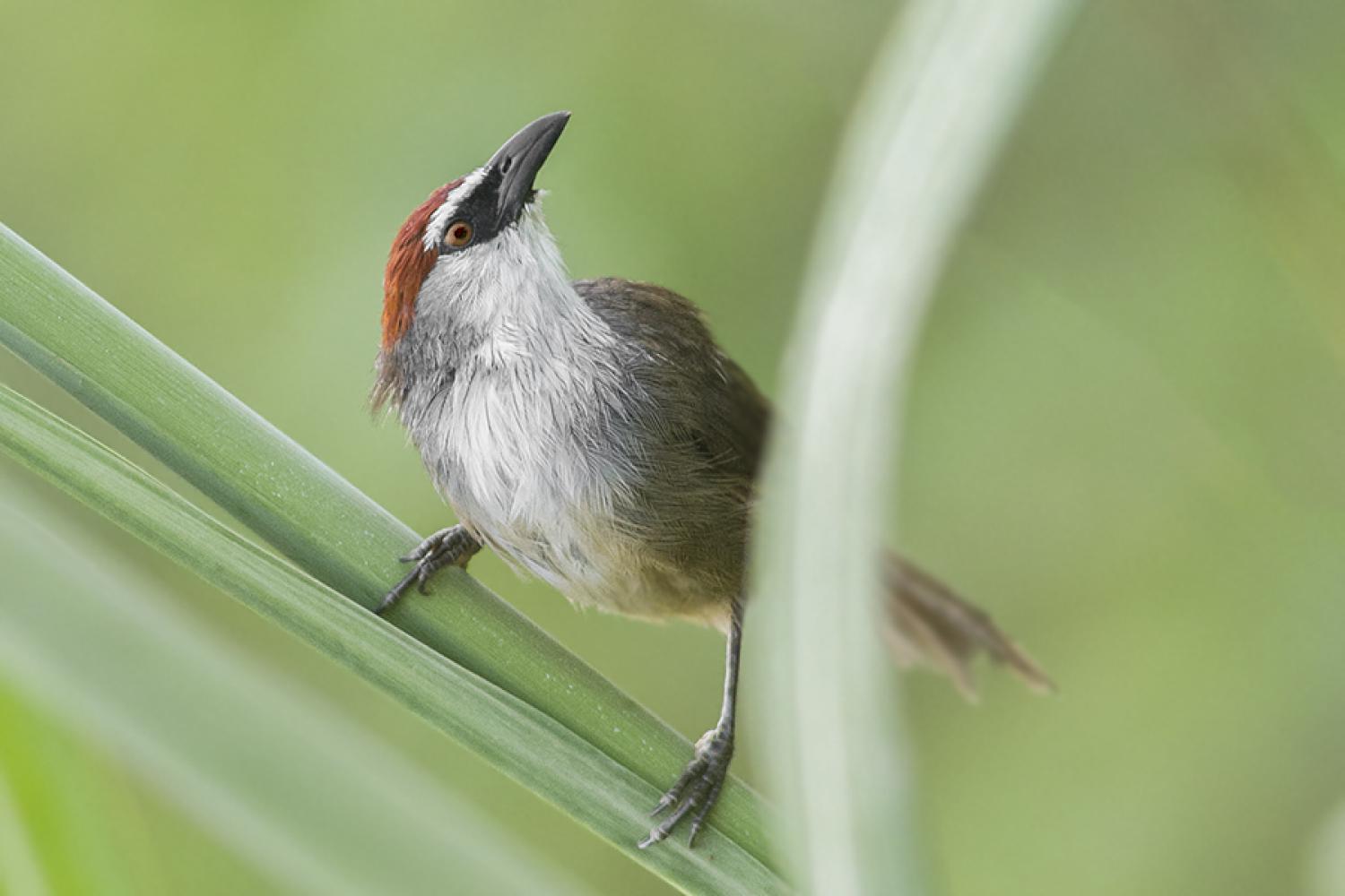 Chestnut-capped babbler (Timalia pileata)