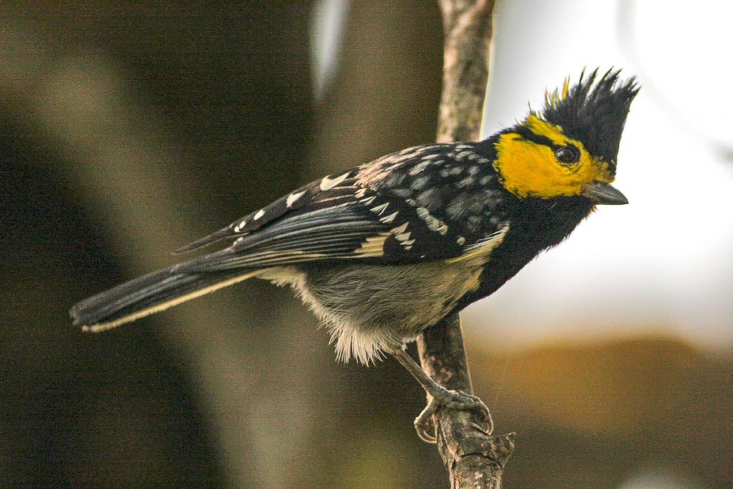Yellow-cheeked tit (Machlolophus spilonotus)