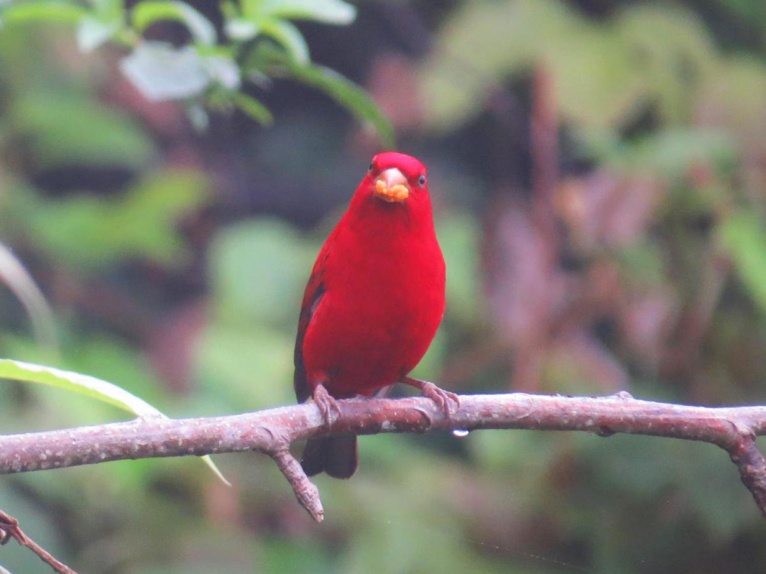 Scarlet finch (Haematospiza sipahi)