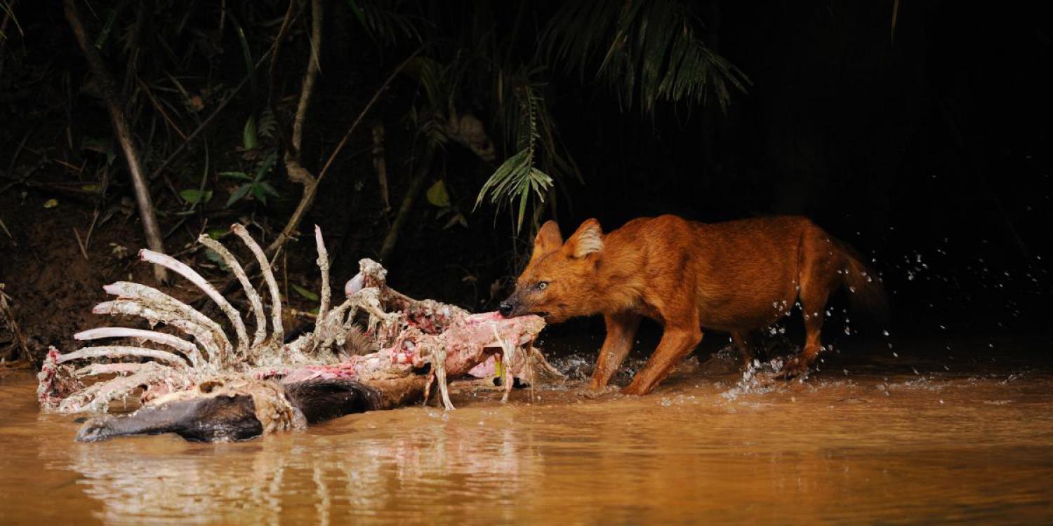 Dhole, Asiatic wild dog (Cuon alpinus)