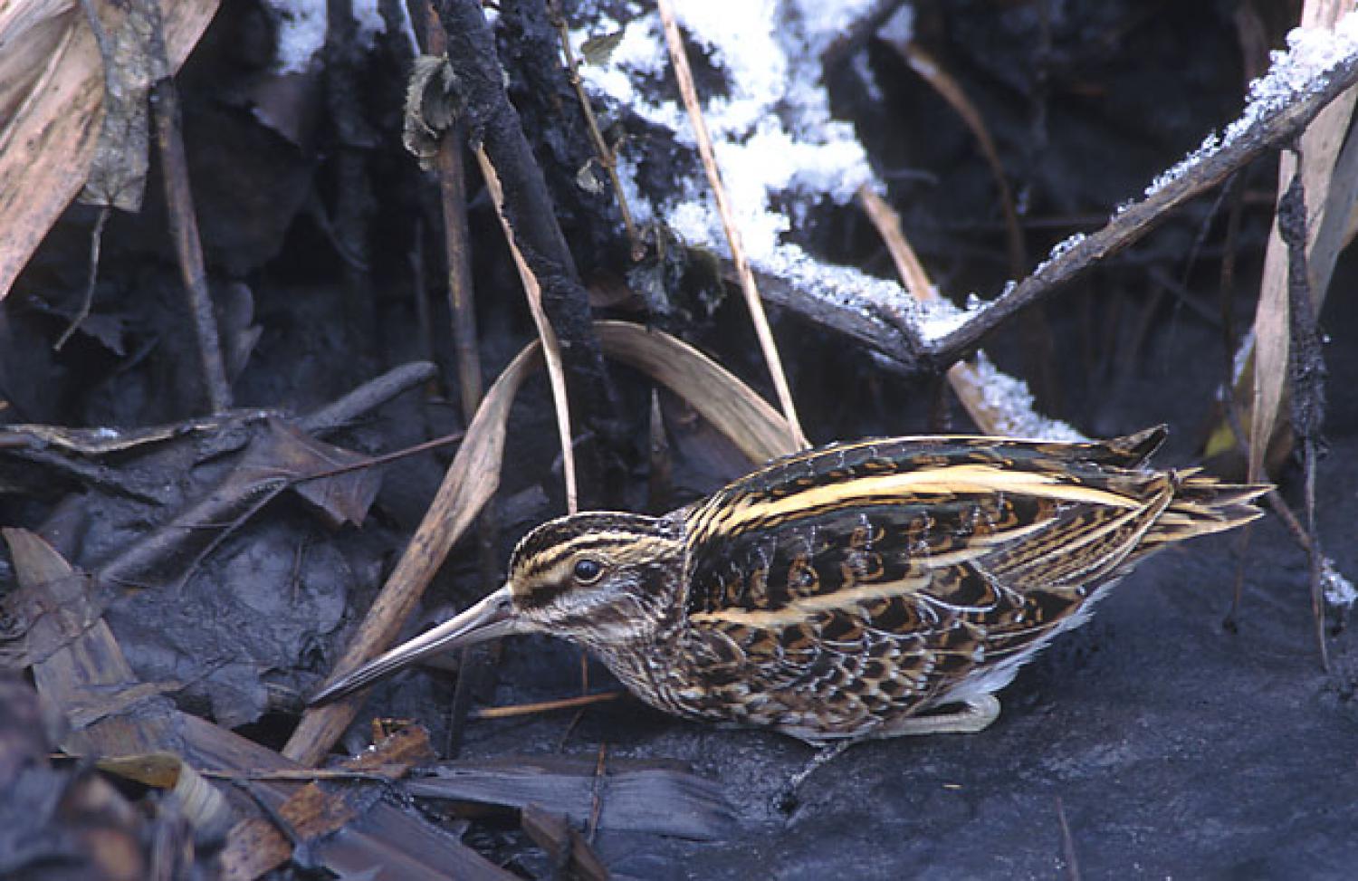 Jack snipe (Lymnocryptes minimus)