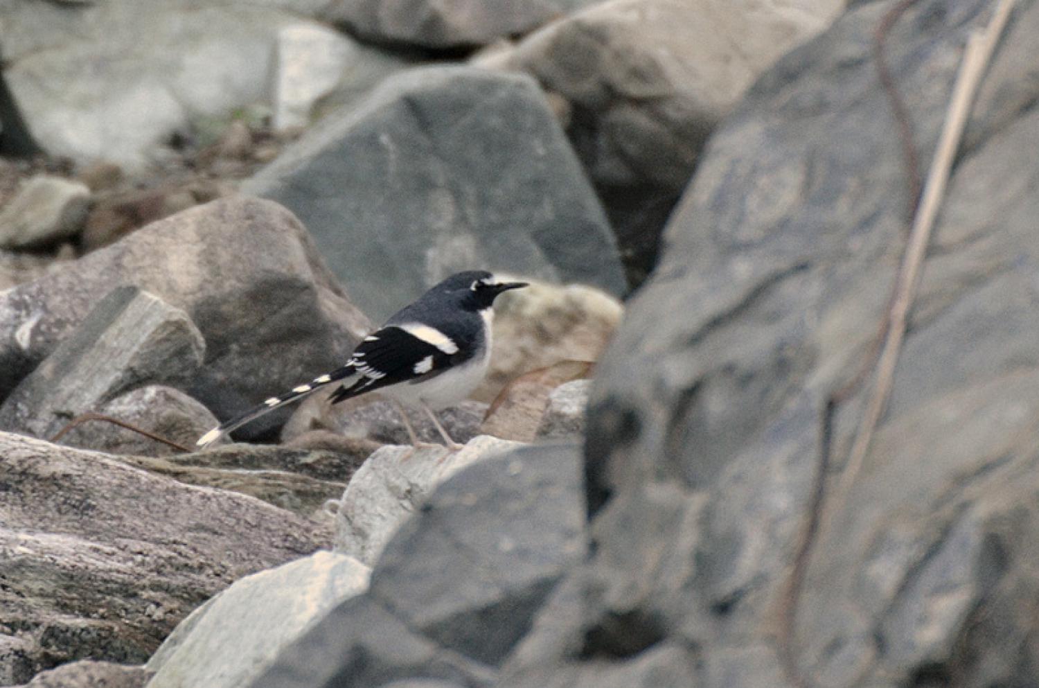 Slaty-backed forktail (Enicurus schistaceus)