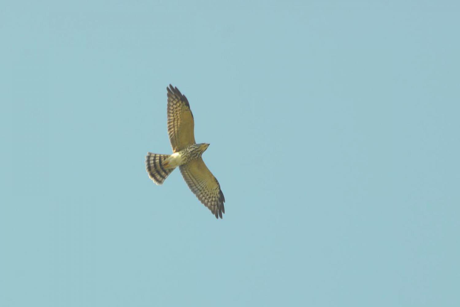 Chinese sparrowhawk (Accipiter soloensis)