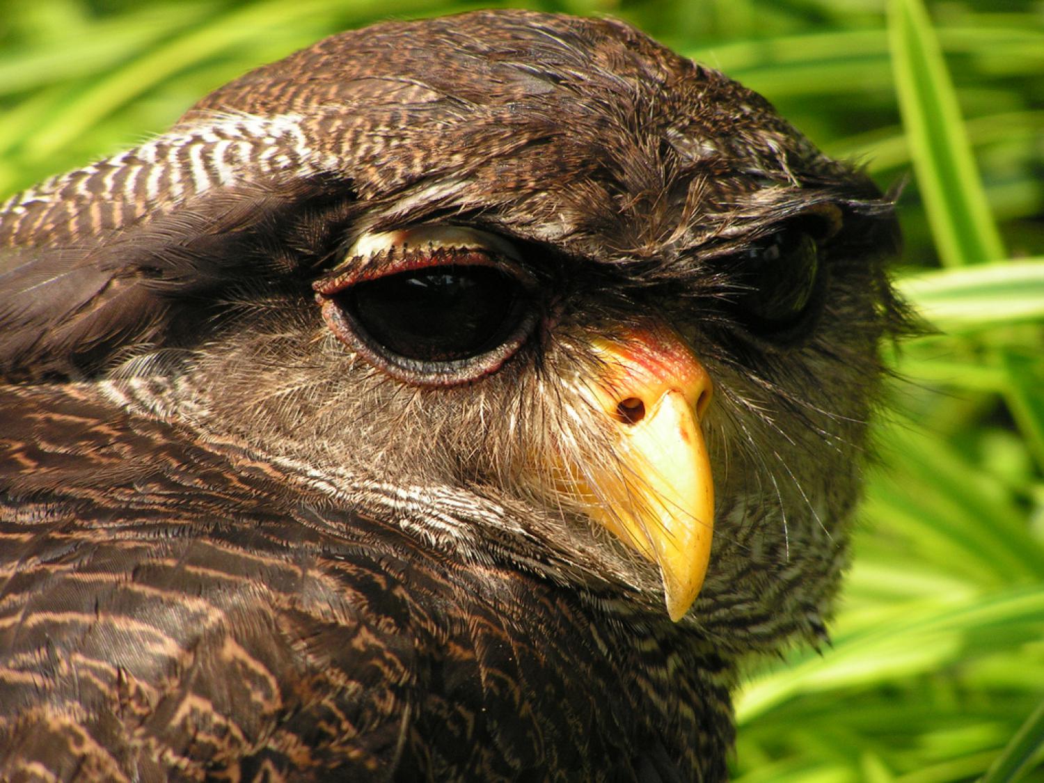 Barred eagle-owl (Bubo sumatranus)