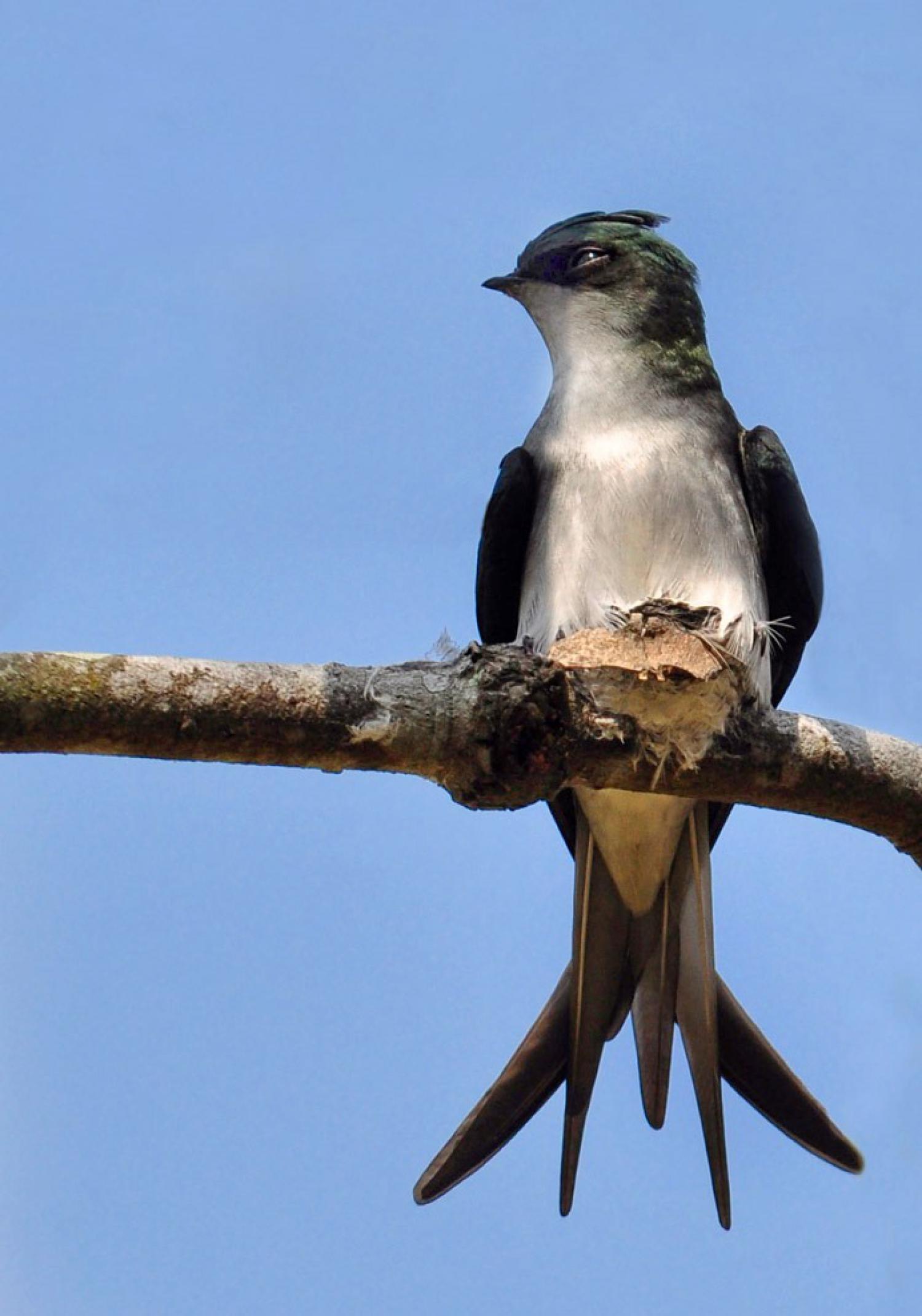 Grey-rumped treeswift (Hemiprocne longipennis)