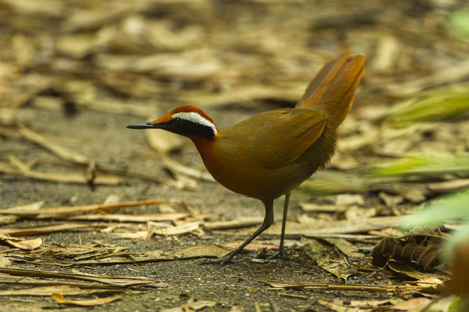 Rail-babbler (Eupetes macrocerus)