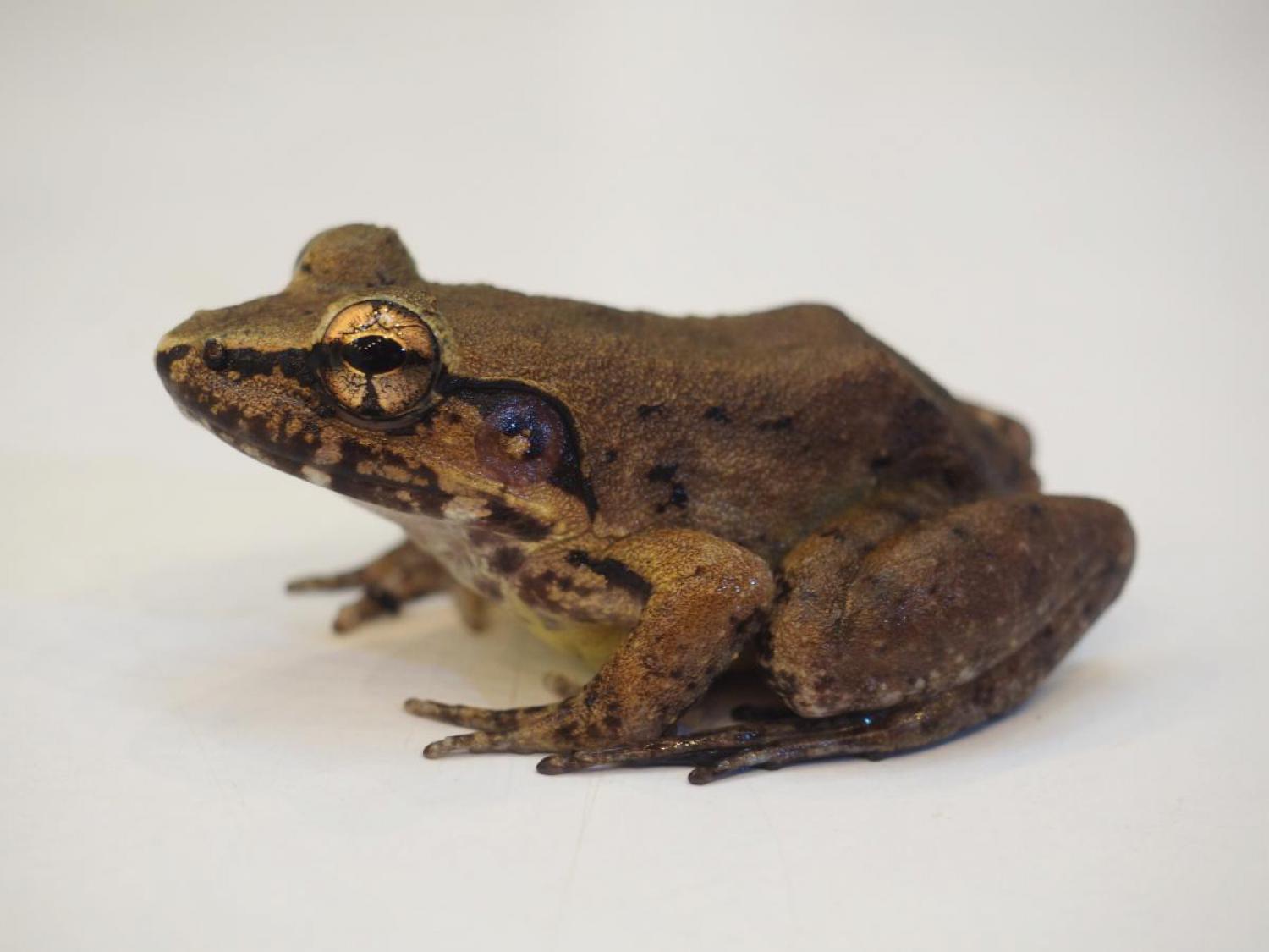 Tawau fanged frog (Limnonectes paramacrodon)