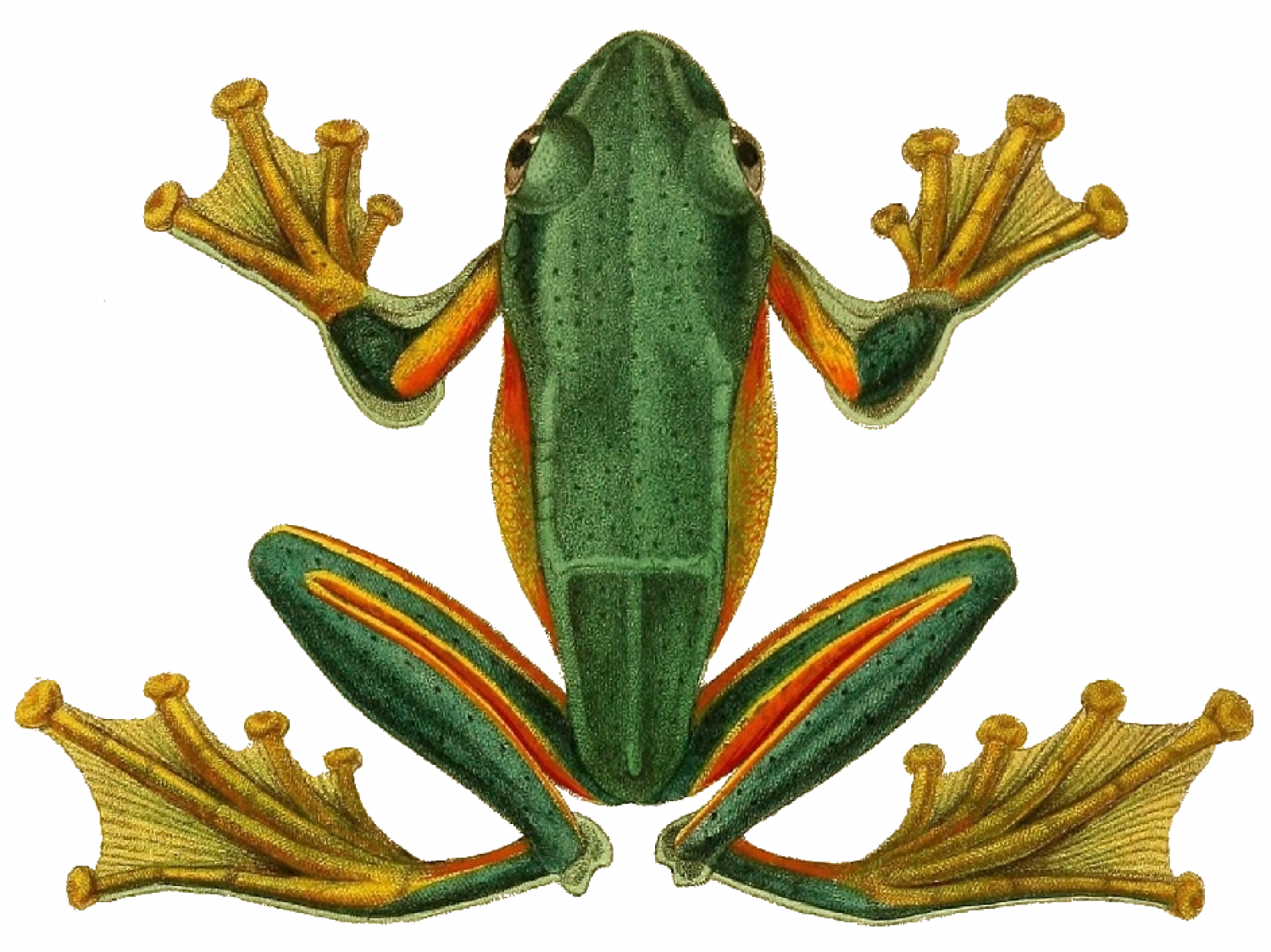 Reinwardt's tree frog (Rhacophorus reinwardtii)