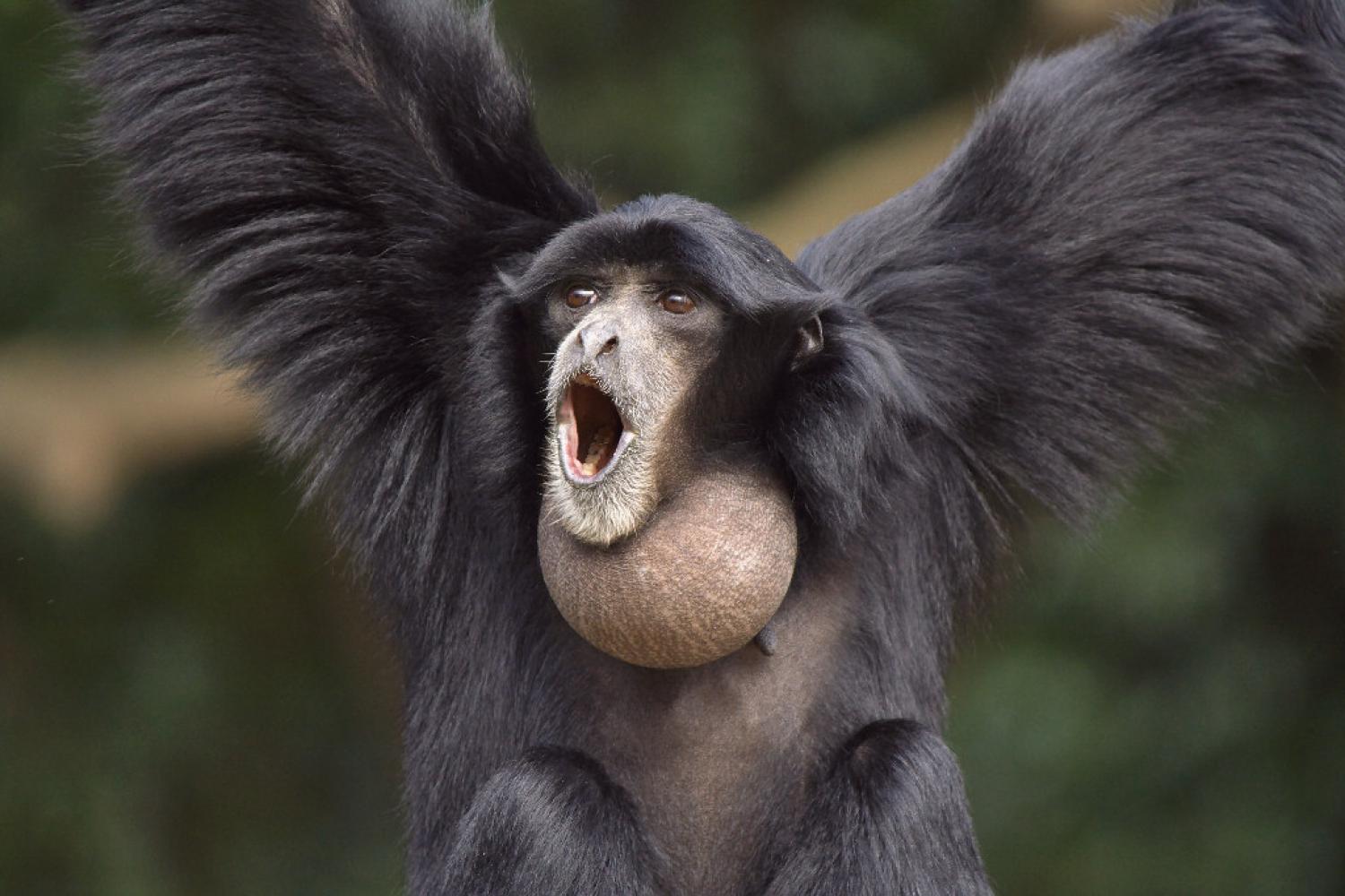 Siamang (Symphalangus syndactylus)