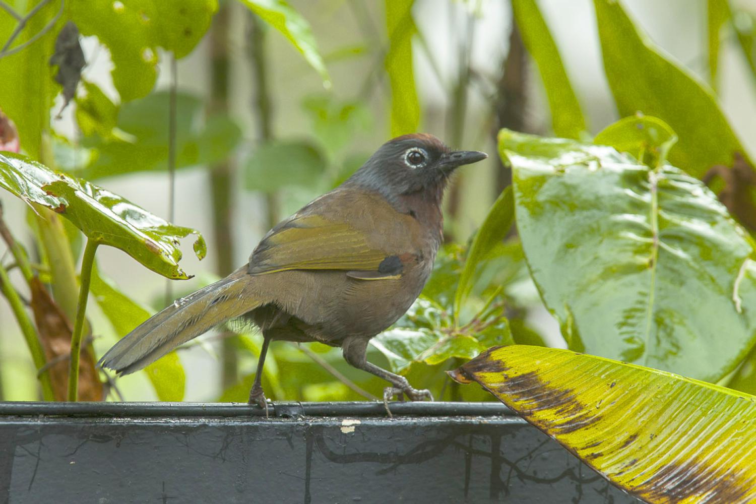 Malayan laughingthrush (Trochalopteron peninsulae)